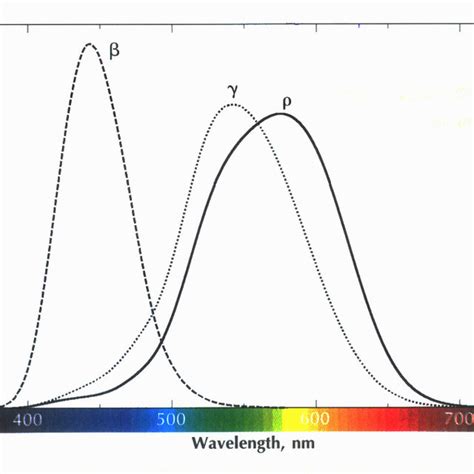 Relative Sensitivity Curve Of Short β Middle γ And Long ρ Download Scientific Diagram