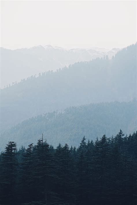 Pine Trees Covered With Fog Free Photos UIHere