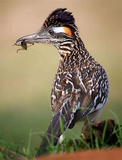 Greater Roadrunner Roadrunner Bird With Open Beak Great Roadrunner