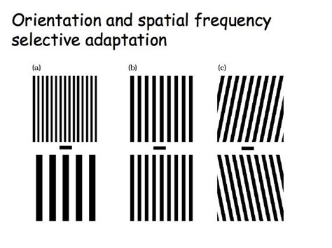 Perception Lecture Notes Lgn And V1