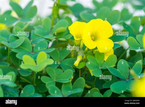 Oxalis Pes Caprae African Wood Sorrel Bermuda Buttercup Bermuda Sorrel Buttercup Oxalis