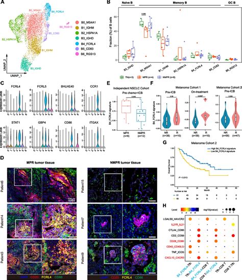 B Cell Remodeling After Therapy A UMAP Plot Of B Cells Colored By Download Scientific Diagram