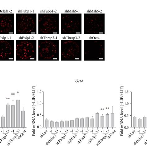 Effect Of Knockdown Of Identified Proteins On Somatic Cell Download Scientific Diagram