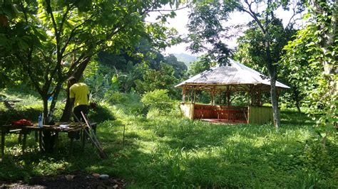 Cocoa Farming Future Initiative Grenada Cffi Starts A Cocoa Nursery