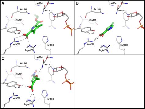 Docking Poses For Compound 1 A Compound 2 B And Compound 3 C In Download Scientific