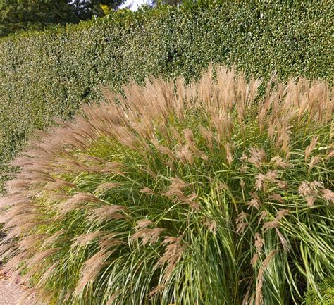 Miscanthus Sinensis