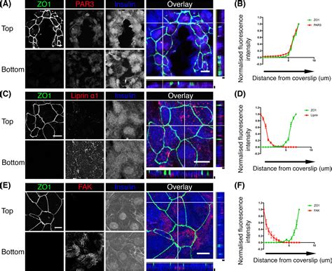 Enhanced Structure And Function Of Human Pluripotent Stem Cell‐derived