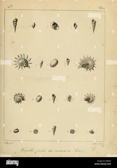 An In Depth Description Of Fossilized Bivalves From The Paris Basin Housed In The Harvard