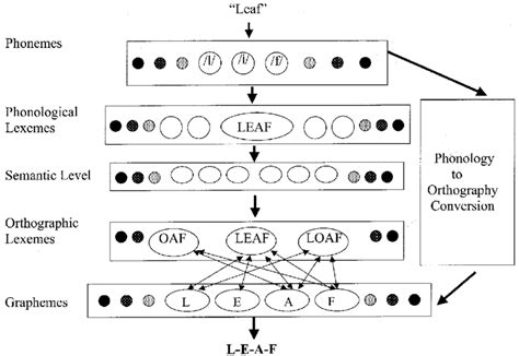 An Example Of The Integration Of Lexical And Sublexical Information At Download Scientific