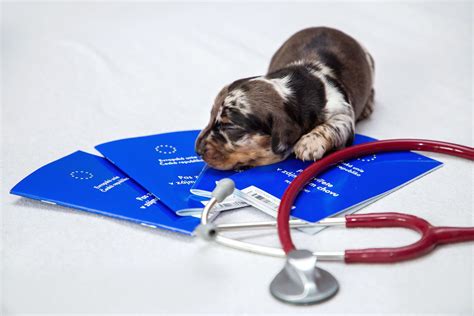 Our Certificates ⋆ Tail Tales