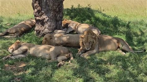 케냐여행 E19 게임드라이브 2회차 6부 나무밑 숫사자들 Youtube