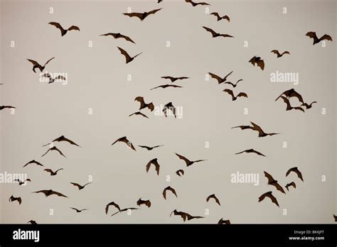 Fruit Bats Or Flying Foxs Over Cairns In Queensland Australia Stock