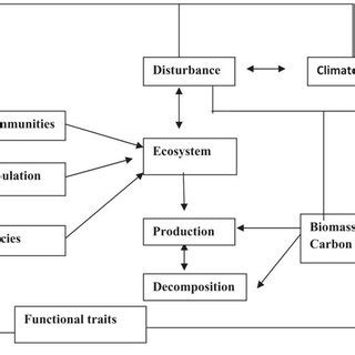 PDF Plant Functional Traits And Carbon Accumulation In Forest