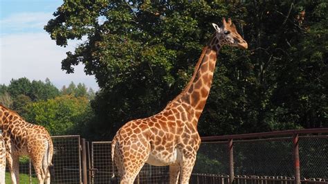 თბილისის ზოოპარკი ჟირაფების ჩამოსაყვანად ემზადება