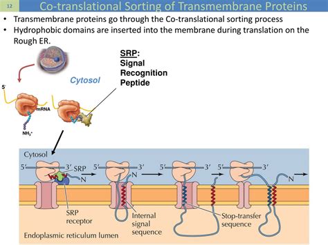 Ppt Protein Sorting Powerpoint Presentation Free Download Id 847737