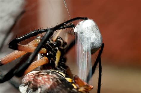 A Aurantia Wrapping Up Prey Spiders