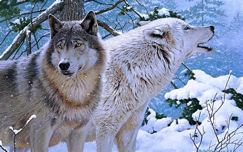Wolf Hd Wallpaper Background Image 2560x1600