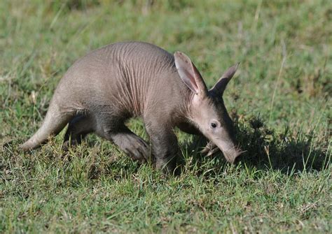 100 Aardvark Wallpapers