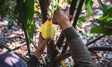 Premium Photo The Hands Of A Cocoa Farmer Use Pruning Shears To Cut The Cocoa Pods Harvest The
