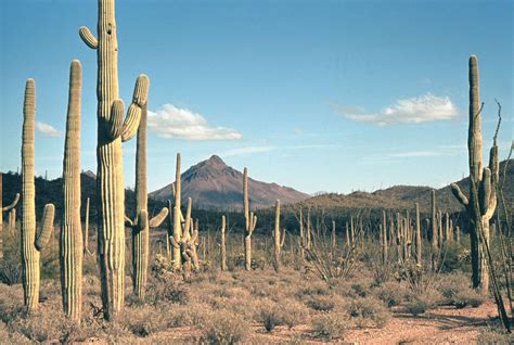 Saguaro National Park Desert Cacti Wildlife Britannica