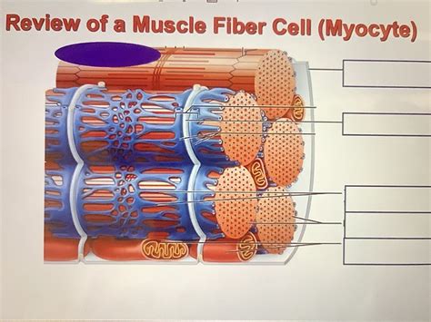 Muscle Fiber Cell Myocyte Diagram Diagram Quizlet