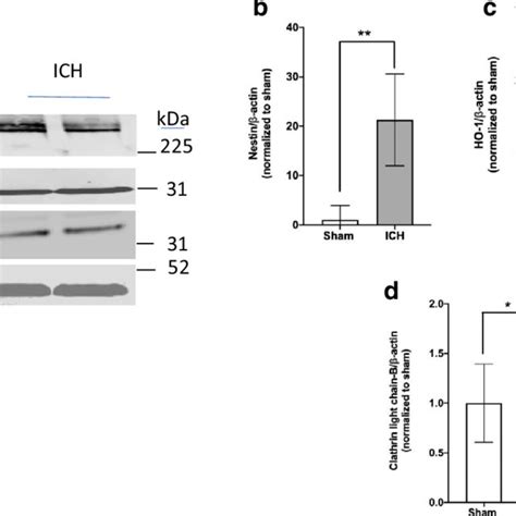 Validation Of Proteomic Analysis To Validate The Proteomic Analysis