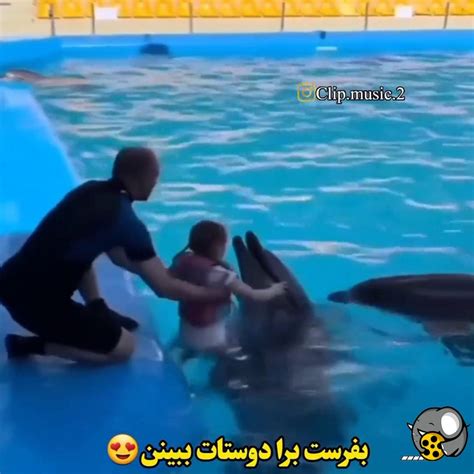 ترفندهای جالب بازی با دلفین فیلو