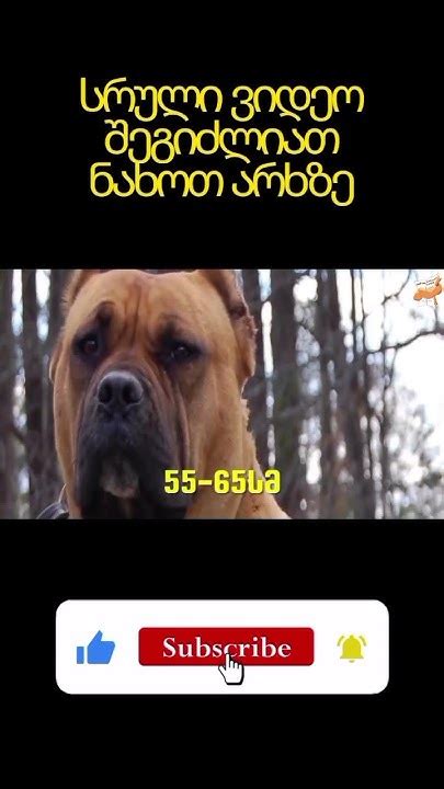 პრესა კანარიო კანარის დოგი დიდი მცველი ძაღლი Youtube