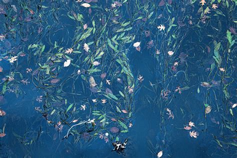 집 밖의 갈대 경치 경치가 좋은 계절 고요한 고요함 꽃 무늬 꽃무늬 나뭇잎 디테일 떠 있는 민물 반사 배경 생태 생태계 수면 수생 식물원