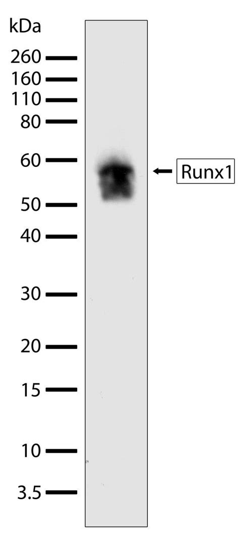 Runx1 Recombinant Rabbit Monoclonal Antibody 3h2l6 Invitrogen 100 μg