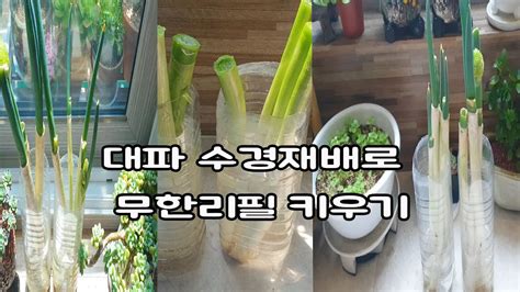 대파 수경재배로 무한리필 키우기및 대파부위별효능 Youtube