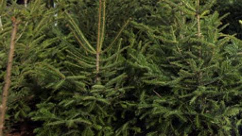 Пускат 150 000 коледни елхи на пазара News Bg