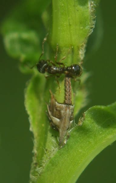 Eastern Widefooted Treehopper Nymphs Project Noah Eastern Widefooted Treehopper Nymphs Project Noah