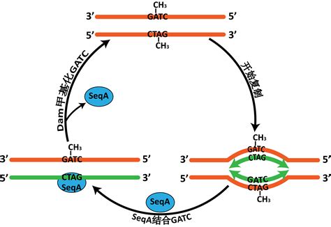 Dna复制起始调控机制