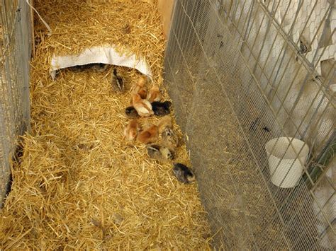 Hoop Coop Pros And Cons Backyard Chickens Learn How To Raise Chickens