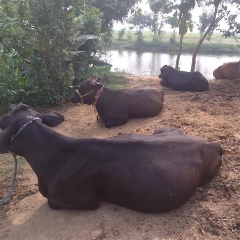 Sudarshan Ray Farmhouse Ara