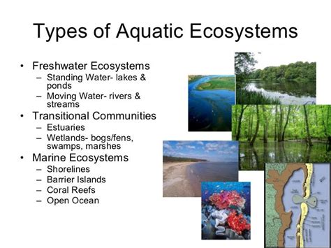 Aquatic Ecosystems 2