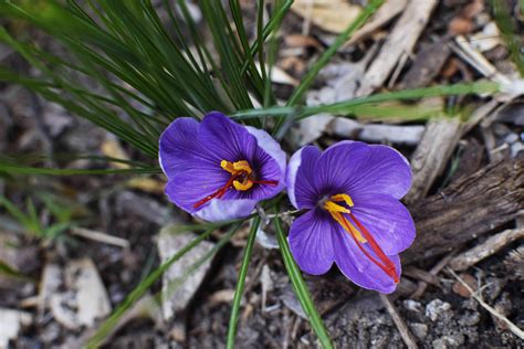 Saffron Crocus Flower Seeds Best Flower Site