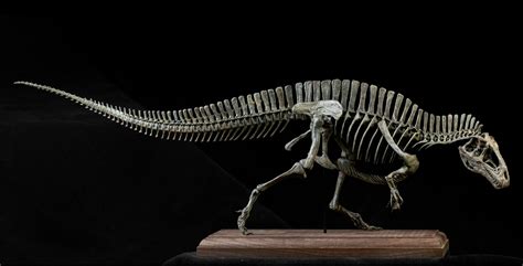 Vwuvwu 120 Acrocanthosaurus Skeleton Model Lana Time Shop