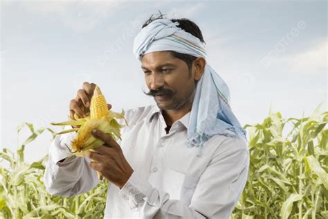 필드에서 옥수수의 품질을 확인하는 인도 농부 사진 배경 및 무료 다운로드를위한 그림 Pngtree