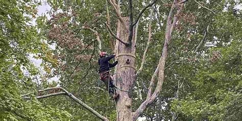 How To Deal With Trees Infested With Ants In Englewood CO