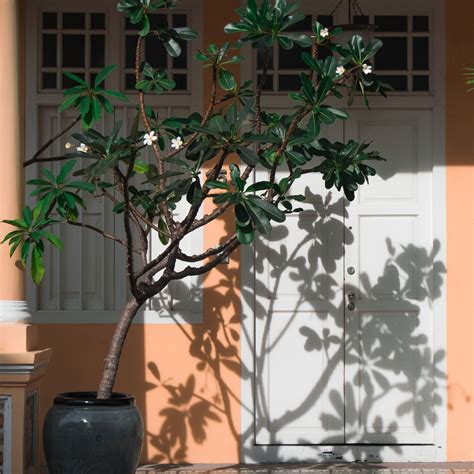 Trees You Can Grow In Containers THE ENVIRONMENTOR