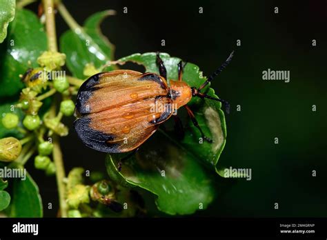 Hook Winged Net Winged Beetle Lycus Melanurus From Zimanga South