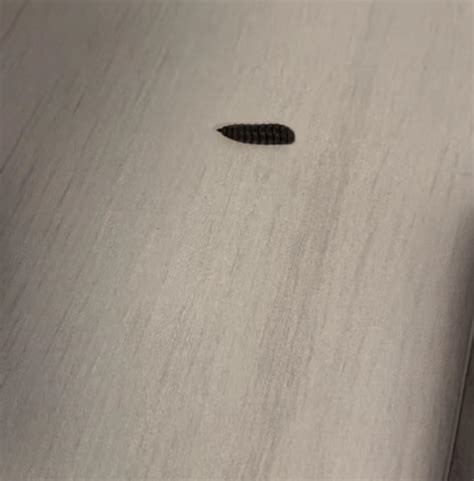 Brooklyn Ny R Whatsthisbug