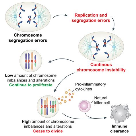 Chromosome Mis Segregation Generates Cell Cycle Arrested Cells With Complex Karyotypes That Are