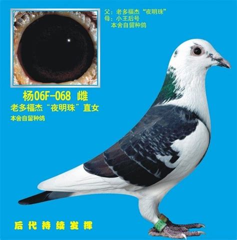 杨阿腾信鸽 阿腾种鸽 阿腾鸽系 大山谷图库