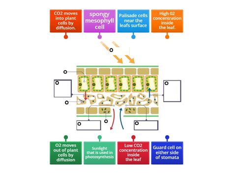 Diffusion In Leaves Labelled Diagram