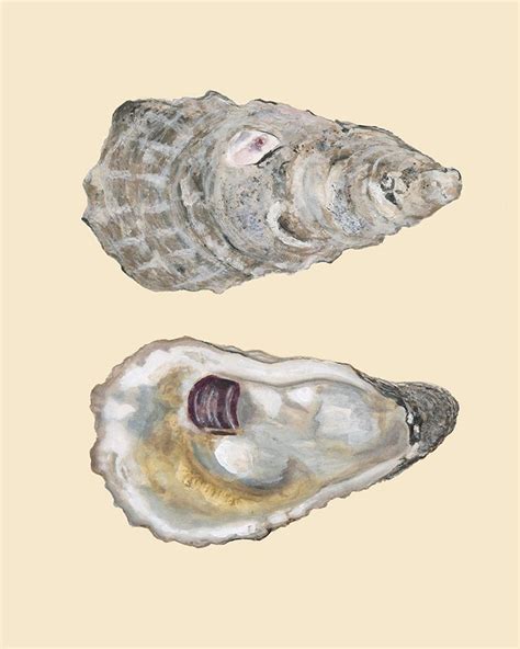 Bivalve Shells Iv Poster Print Michael Willett Posterazzi
