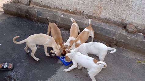 Feeding Stray Animals Kolkata Feeders Lockdown Drive Even I Need