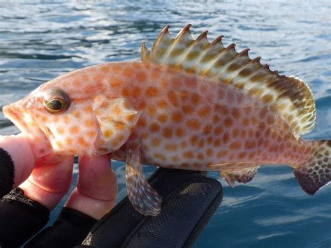 オオモンハタは超高級魚で1kgあたりの値段がスゴい釣り方や食べ方をご紹介します 釣りまとめアンテナ